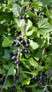 Black Currants: America’s Delicious Forbidden Fruit - Countryside